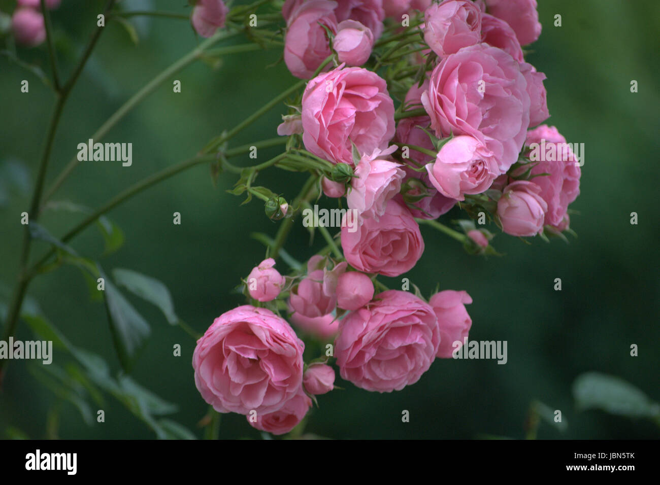 Rose pomponella hi-res stock photography and images - Alamy