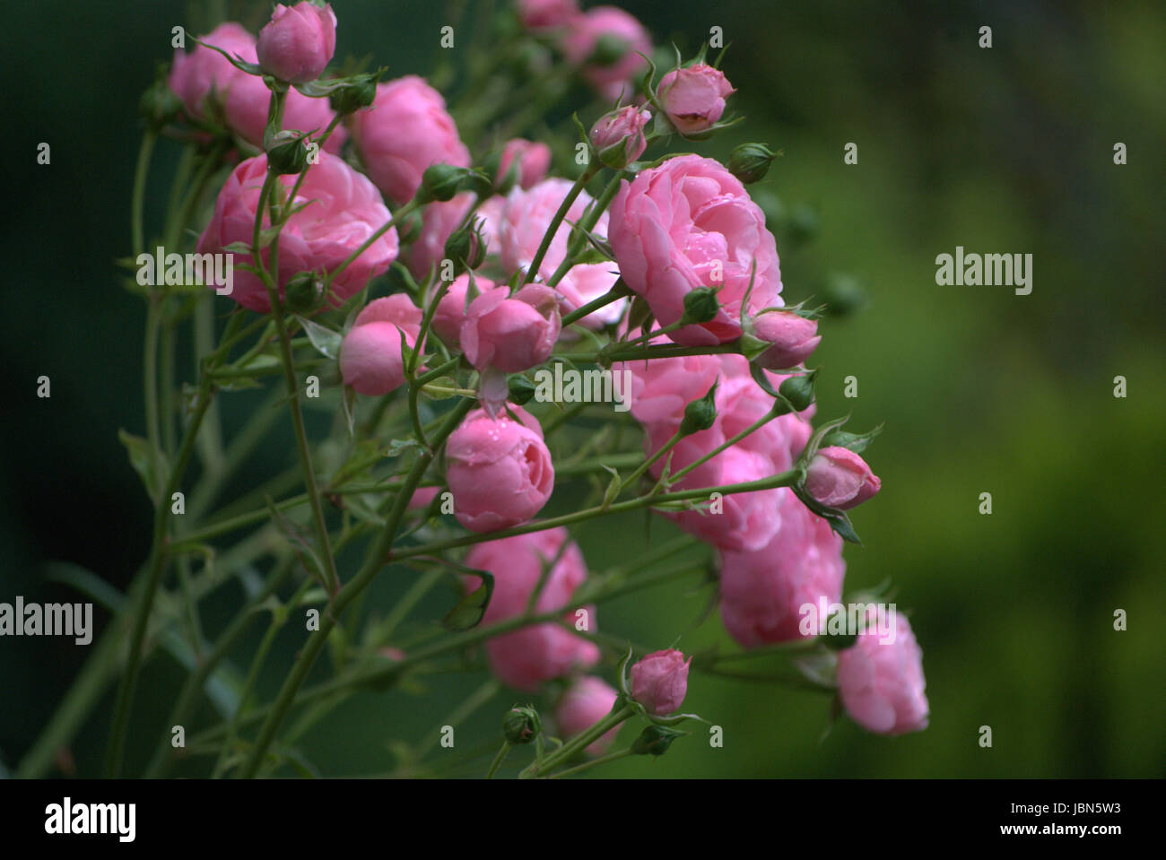 Kordes shrub rose hi-res stock photography and images - Alamy