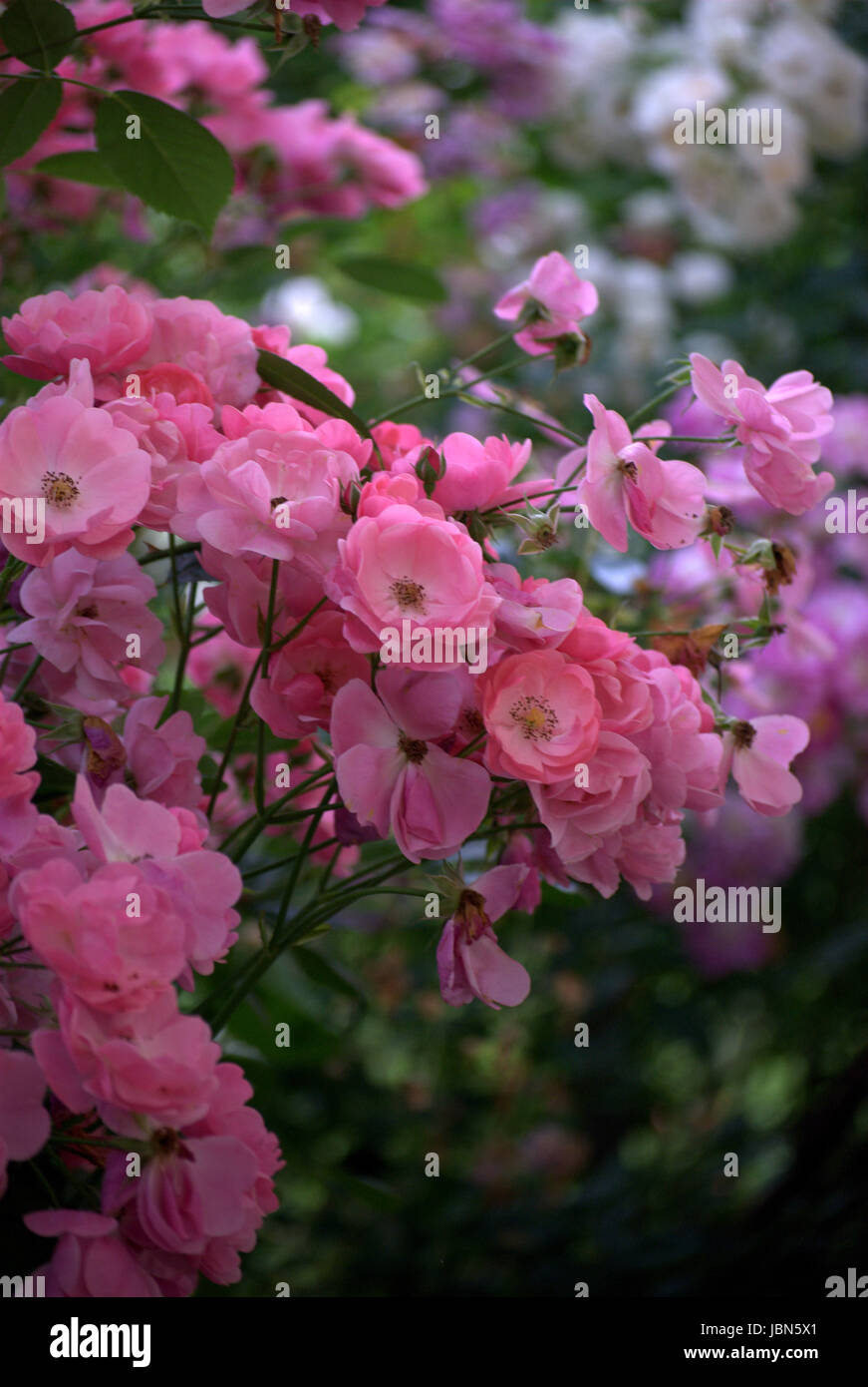 Angela rose hi-res stock photography and images - Alamy