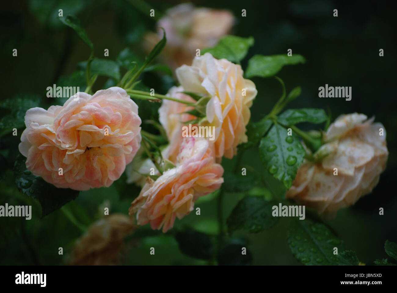 Beautiful garden roses Stock Photo - Alamy