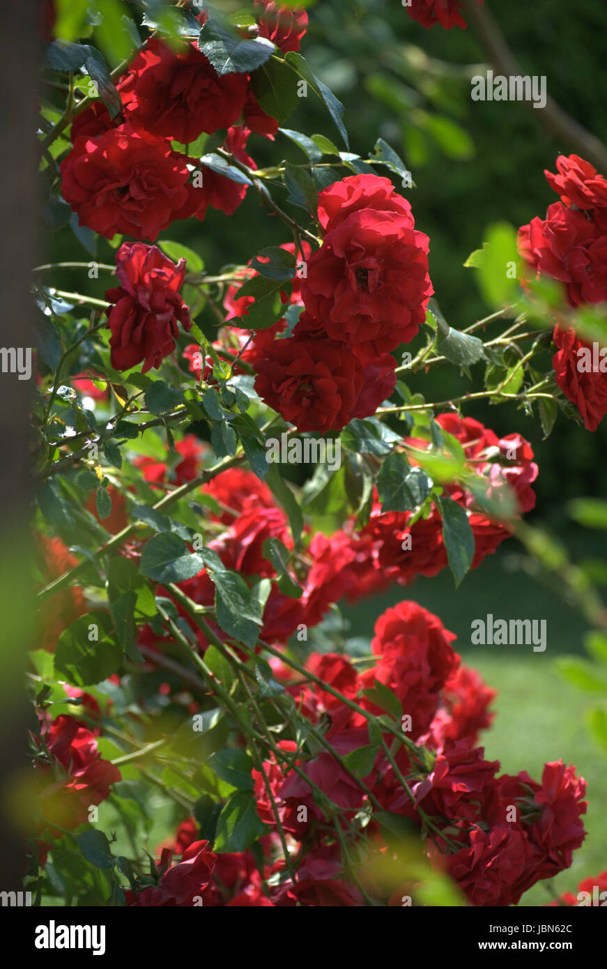 Beautiful garden roses Stock Photo - Alamy