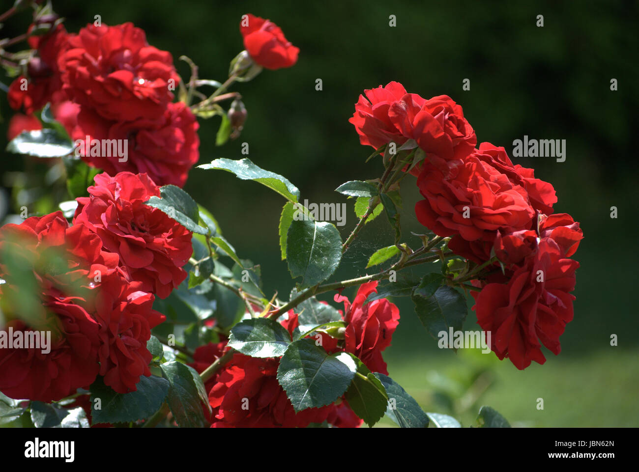 Beautiful garden roses hi-res stock photography and images - Alamy