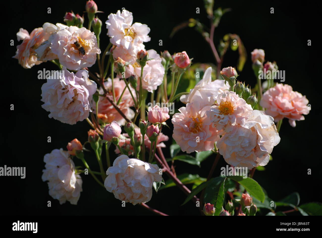 Beautiful garden roses Stock Photo - Alamy