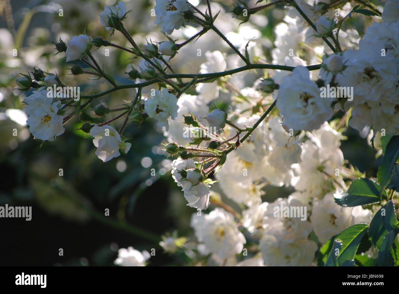 Alba roses hi-res stock photography and images - Alamy