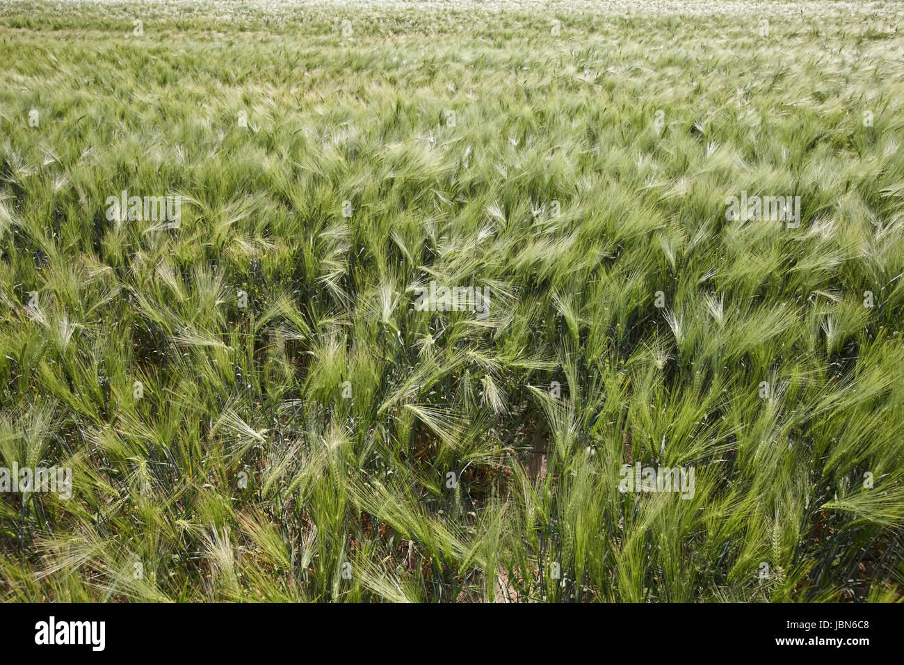 Green field with young barley Stock Photo - Alamy