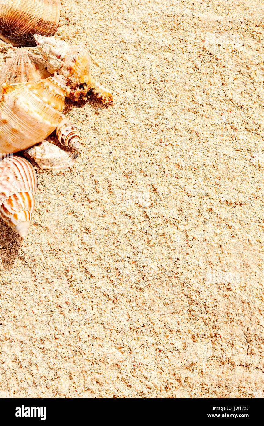 sea shells with sand as background Stock Photo - Alamy