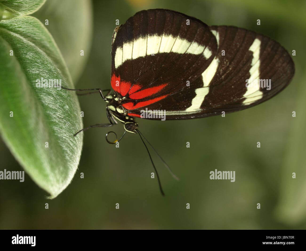 Tropische falter hi-res stock photography and images - Alamy