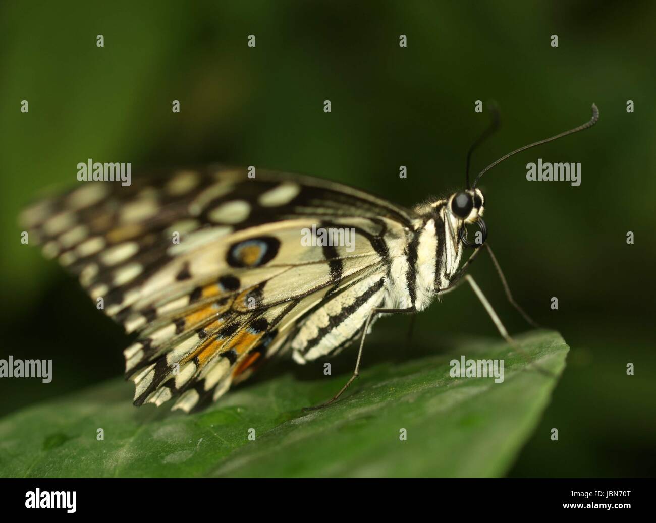 papilio papilio demodocus Stock Photo - Alamy