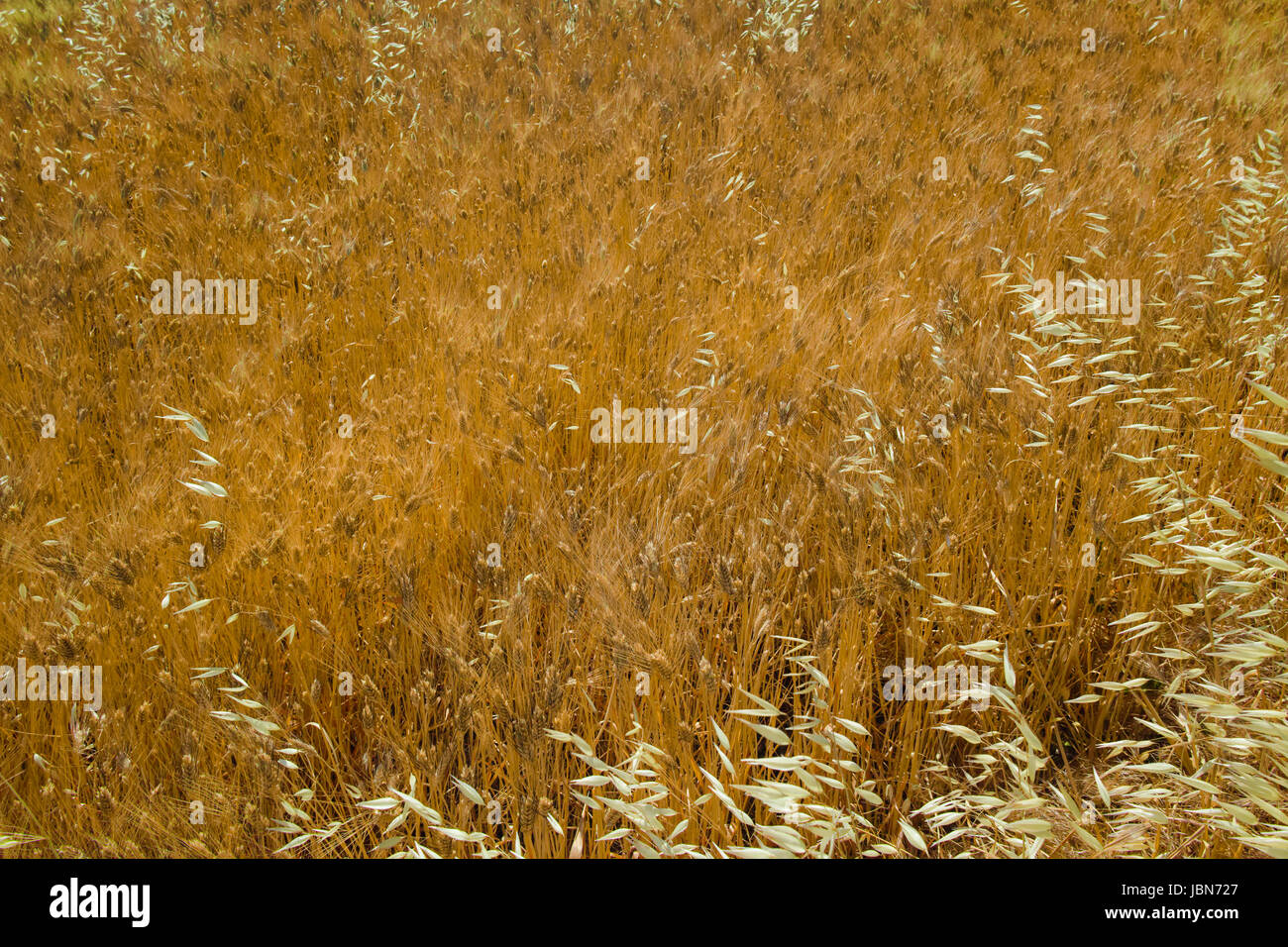 yellow fields with organic ripe hard wheat, grano duro, Sicily, Italy ...