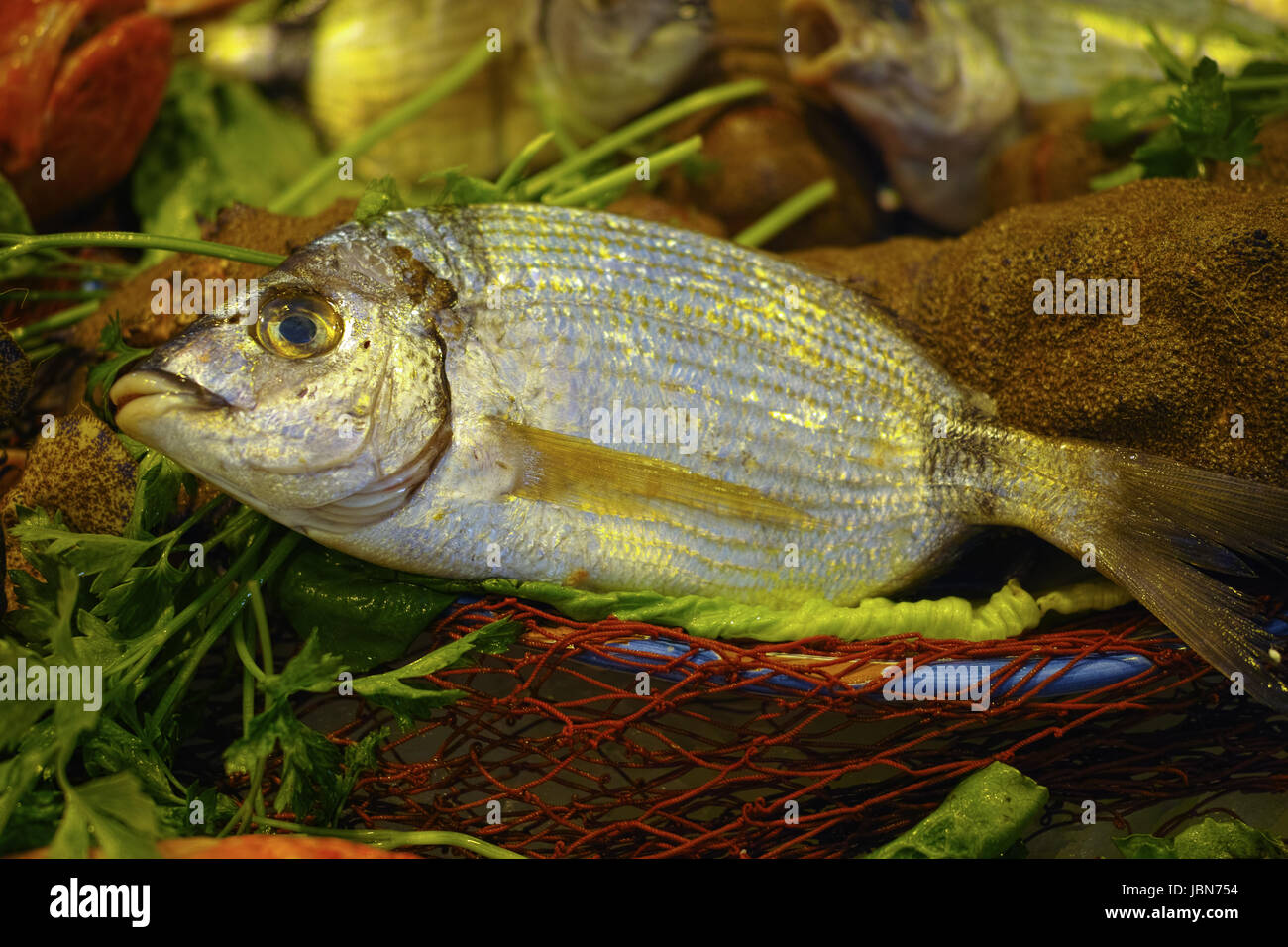 Raw fresh gilt-head bream, tasty dorade fish on ice, ready to cook ...