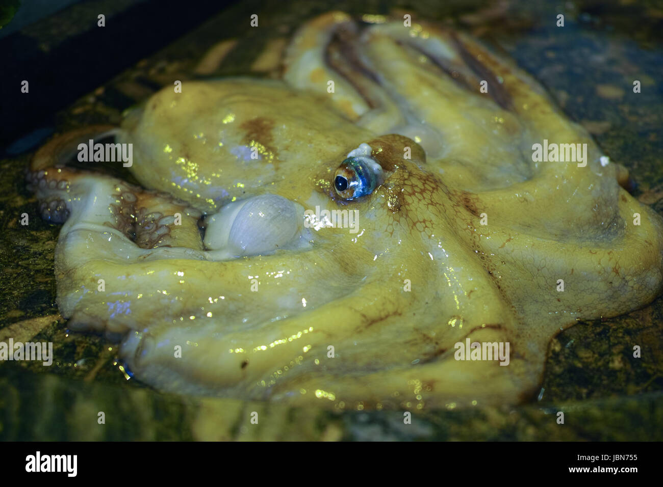 Morning catch of fishermen in Sicily, raw fresh big octopus mollusk ...