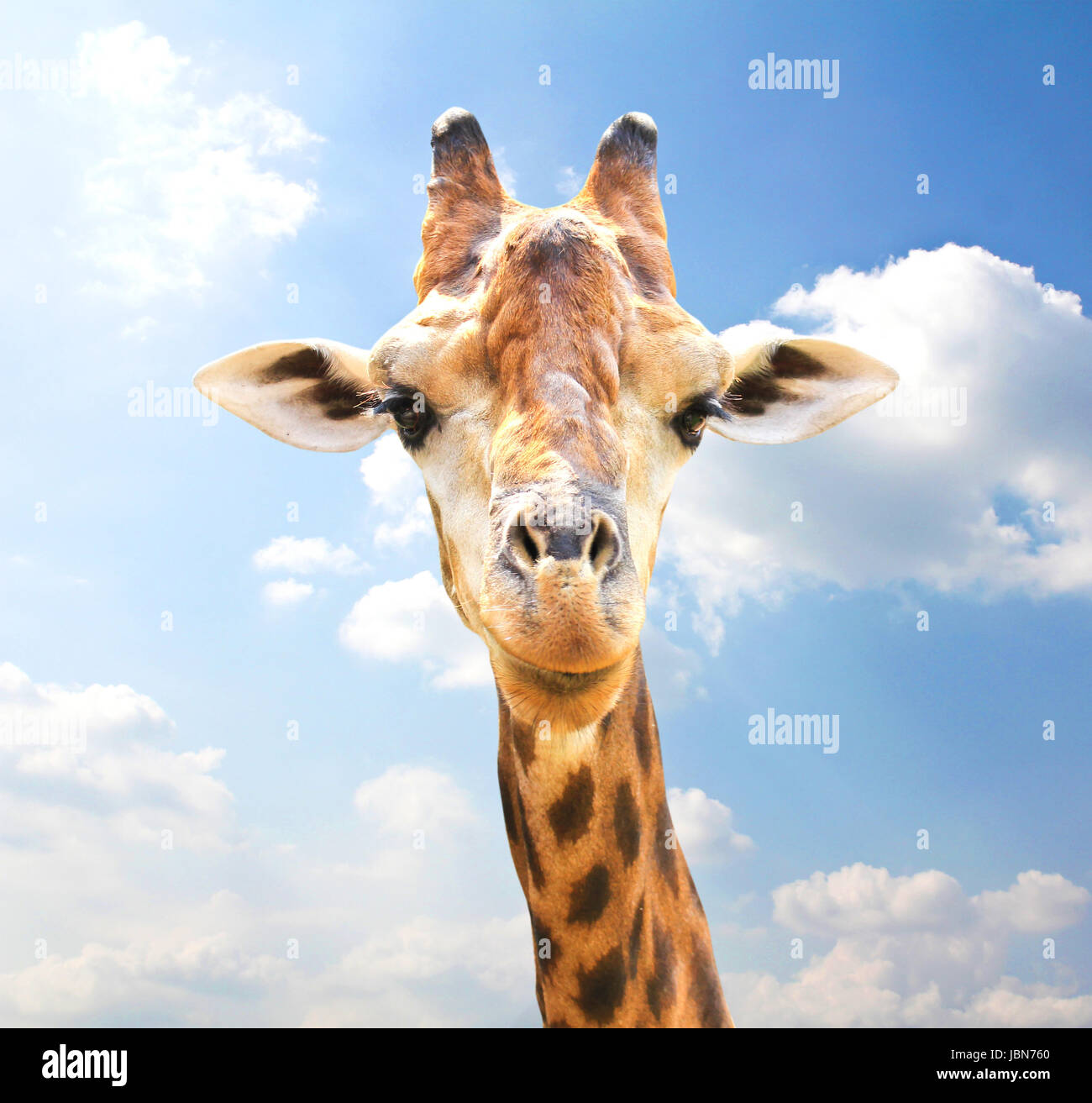 Closeup portrait of giraffe on blue sky background Stock Photo - Alamy