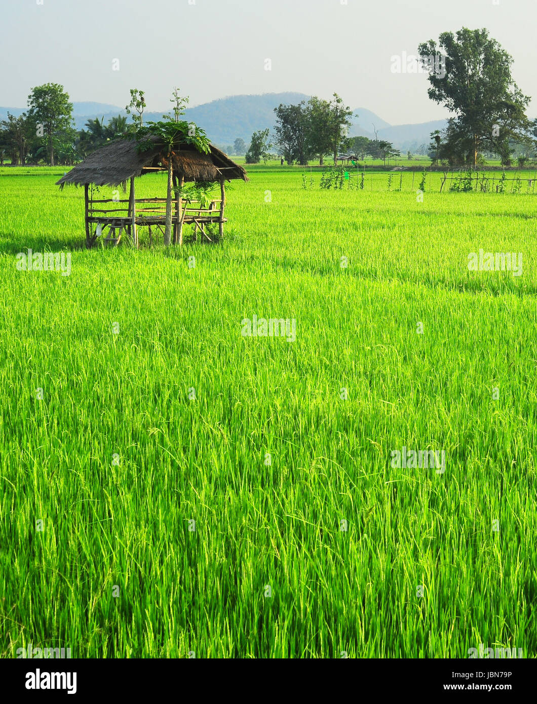 Rice field at sunset in Thailand Stock Photo - Alamy