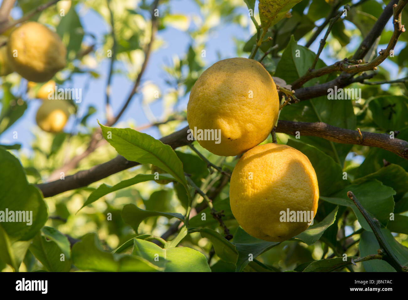 Ripe yellow Sicilian lemons on lemon trees, lemon plantations, ready to ...