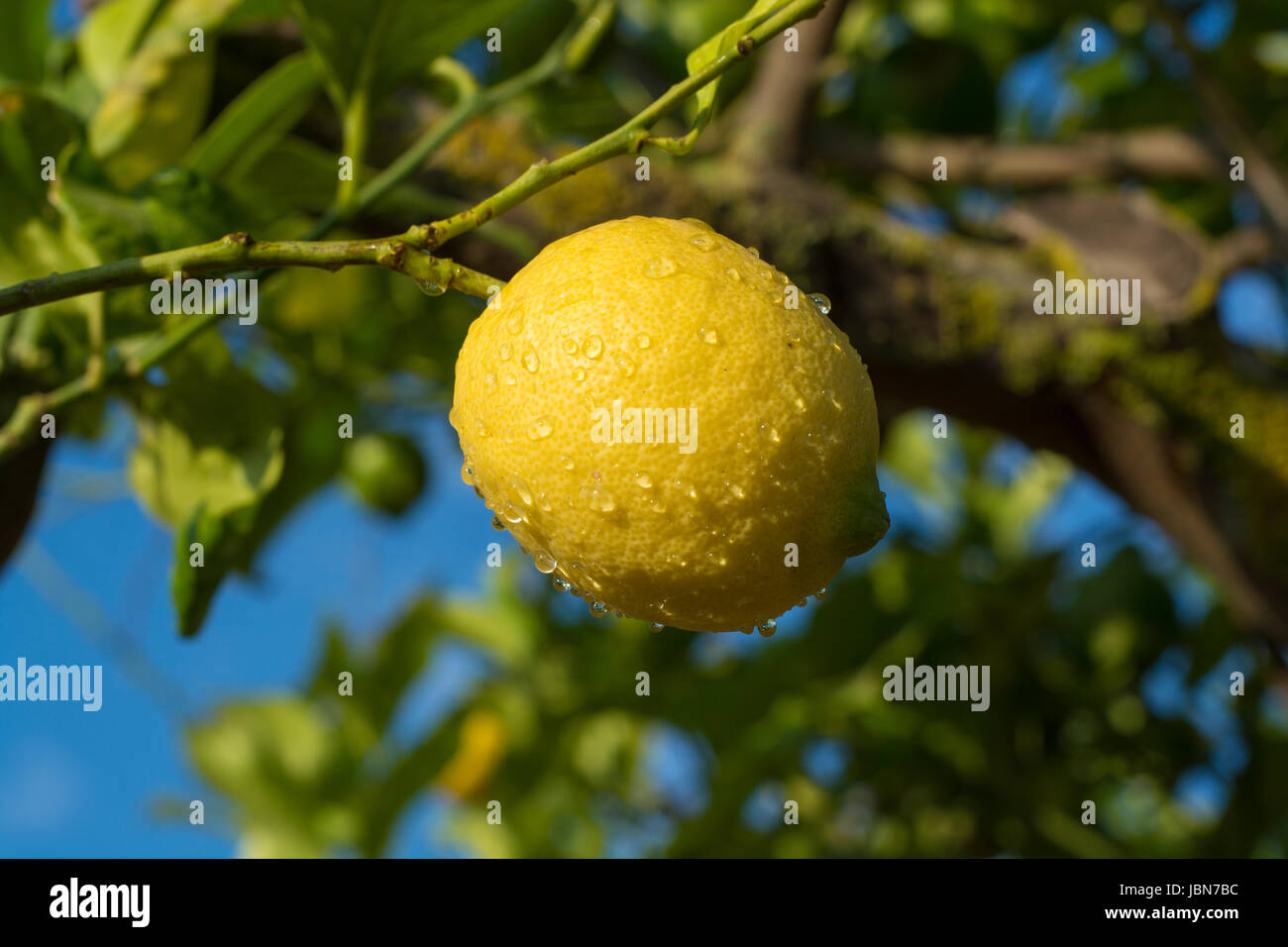 Ripe yellow Sicilian lemons on lemon trees, lemon plantations, ready to ...