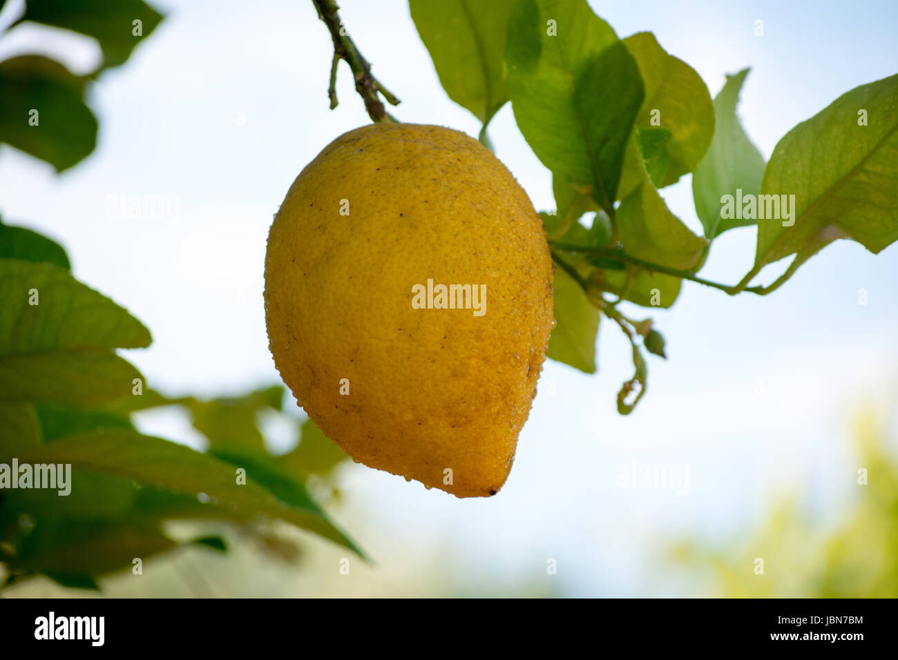 Ripe yellow Sicilian lemons on lemon trees, lemon plantations, ready to ...