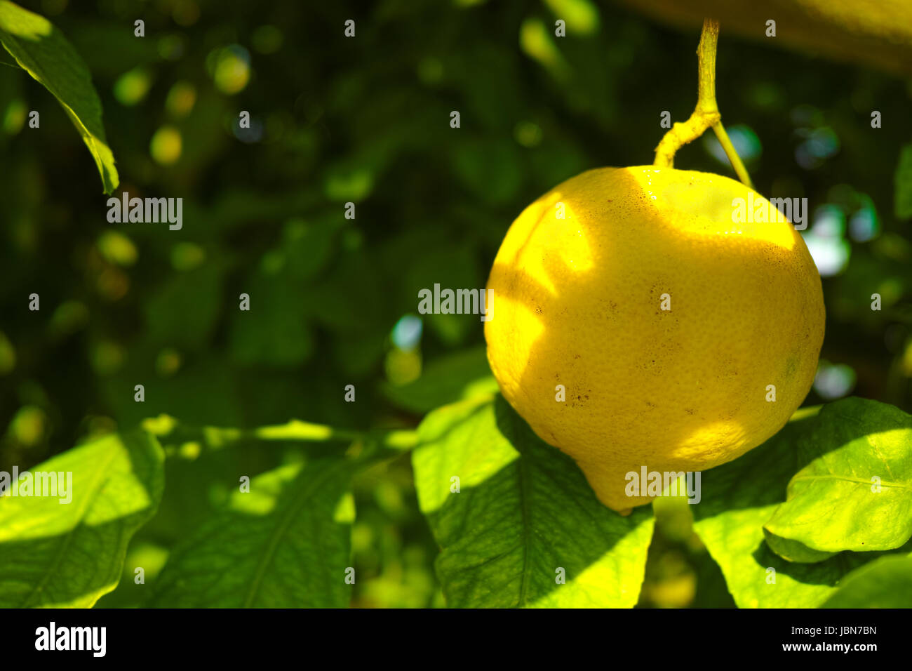 Ripe yellow Sicilian lemons on lemon trees, lemon plantations, ready to ...