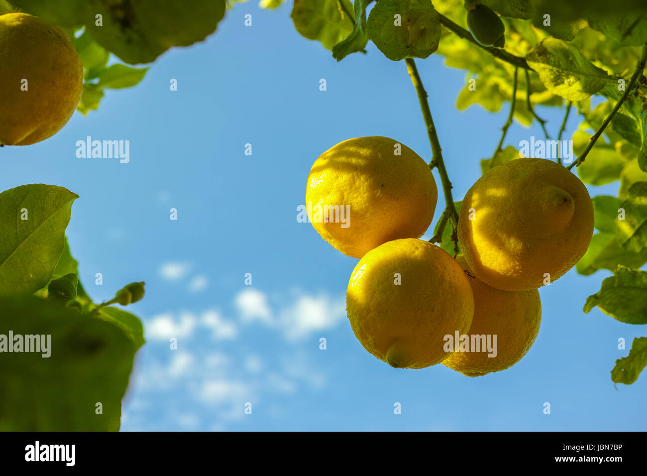 Ripe yellow Sicilian lemons on lemon trees, lemon plantations, ready to ...