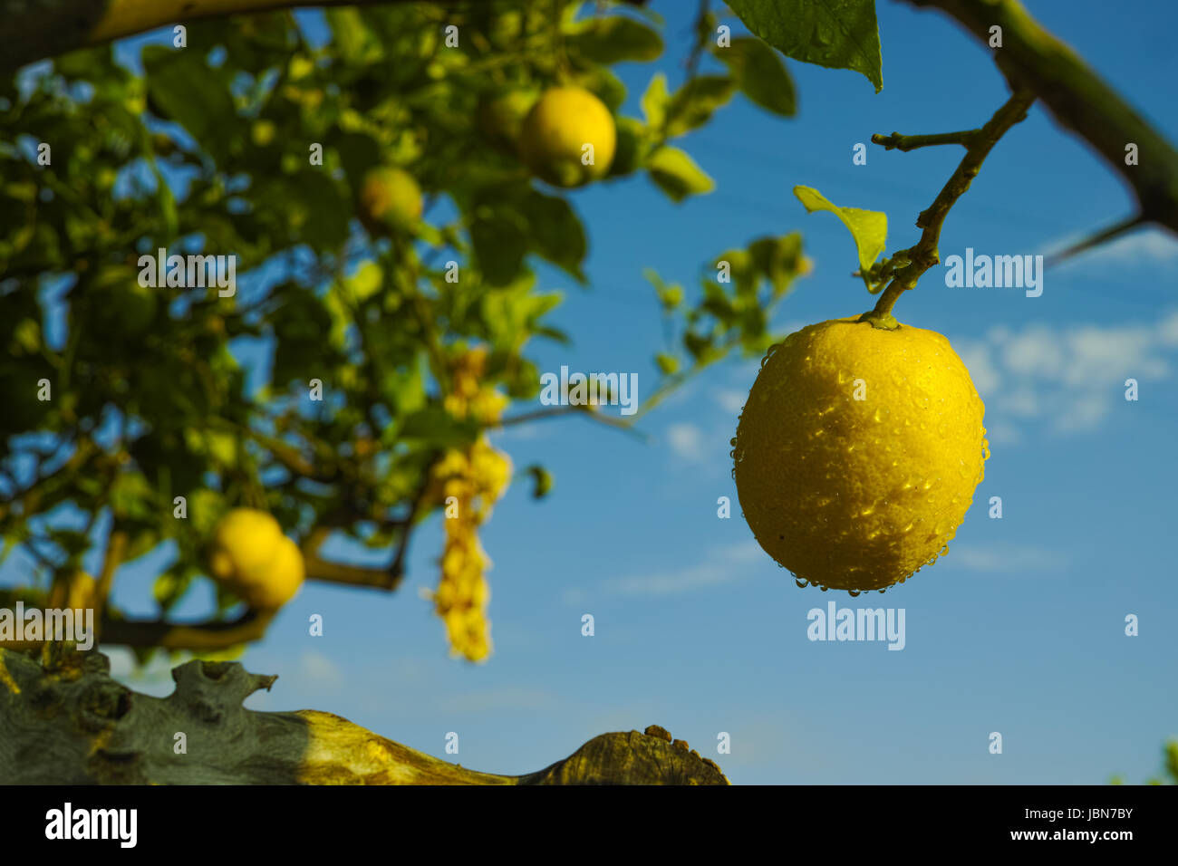 Ripe yellow Sicilian lemons on lemon trees, lemon plantations, ready to ...