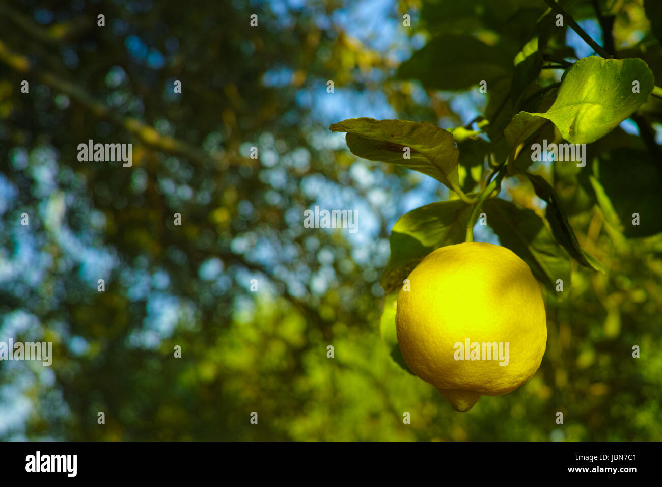 Ripe yellow Sicilian lemons on lemon trees, lemon plantations, ready to ...