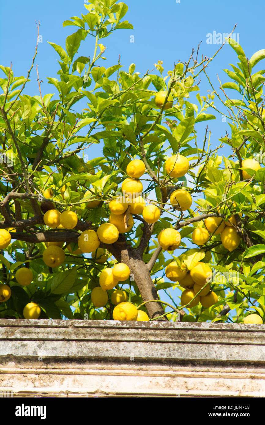 Ripe yellow Sicilian lemons on lemon trees, lemon plantations, ready to ...