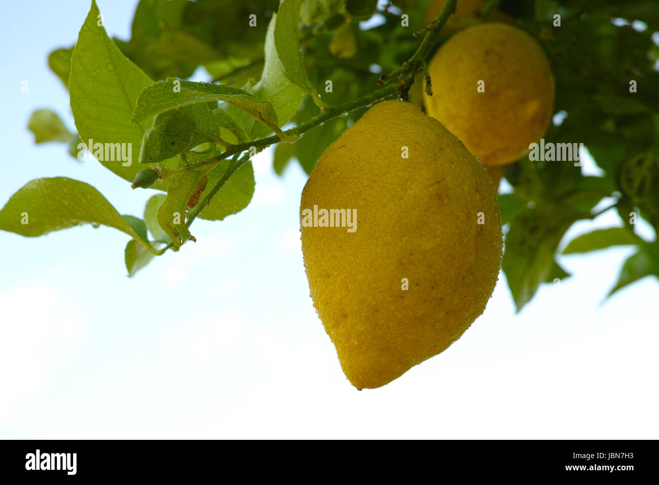 Ripe yellow Sicilian lemons on lemon trees, lemon plantations, ready to ...