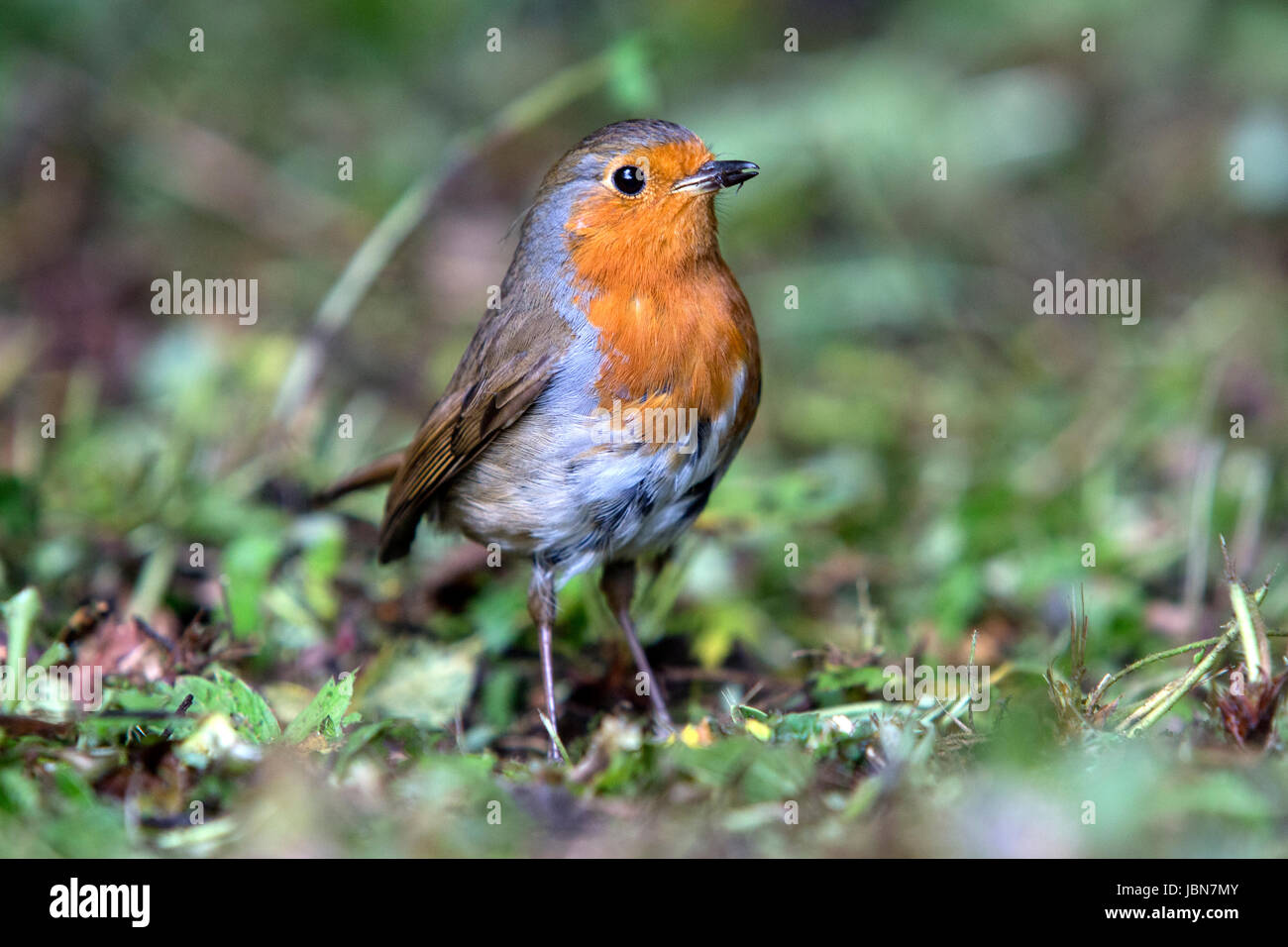 English robin hi-res stock photography and images - Alamy