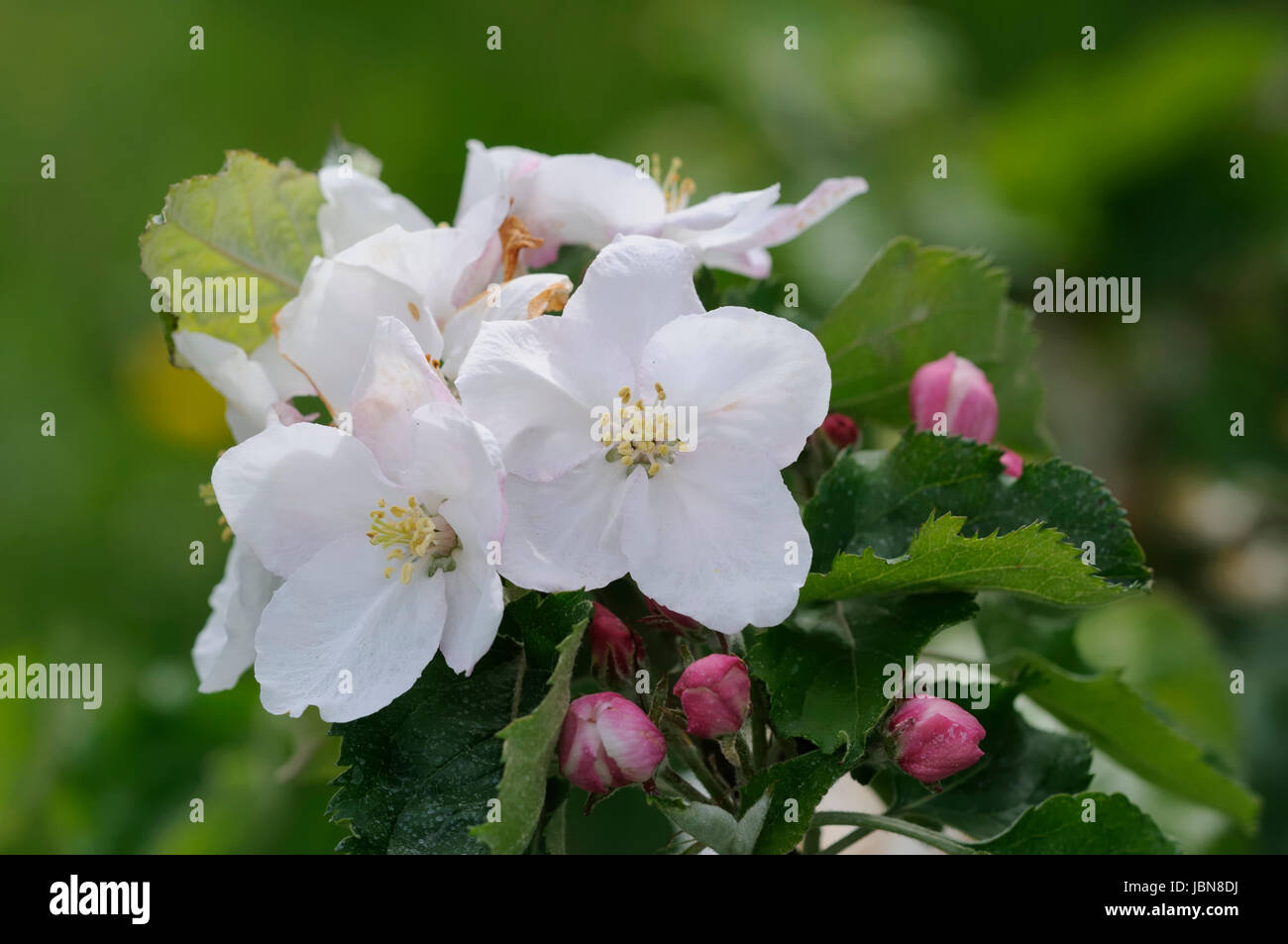 bleed apple trees Stock Photo - Alamy