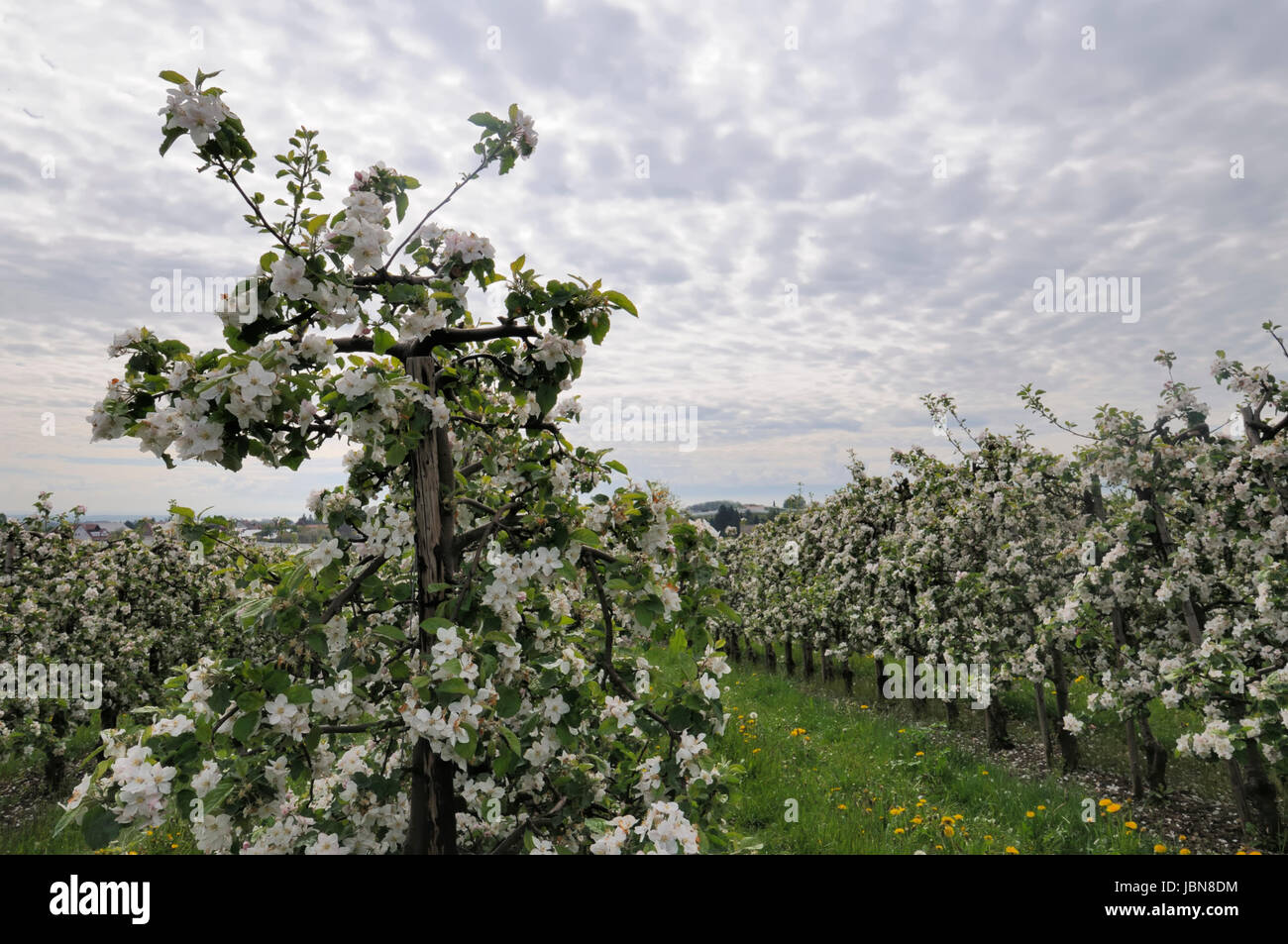 bleed apple trees Stock Photo - Alamy