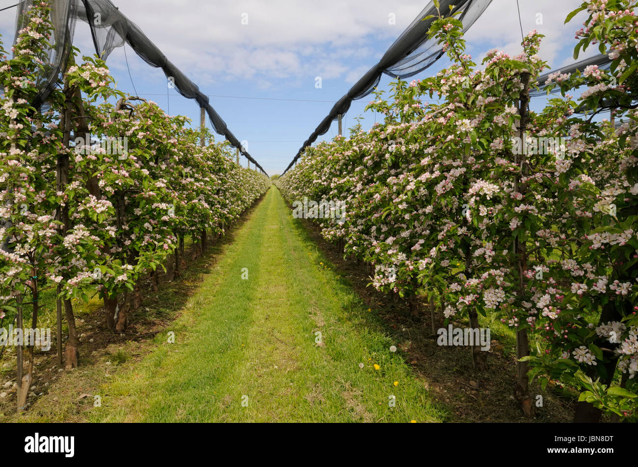 bleed apple trees Stock Photo - Alamy