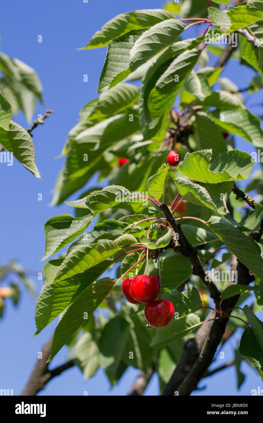 Edible cherry hi-res stock photography and images - Alamy