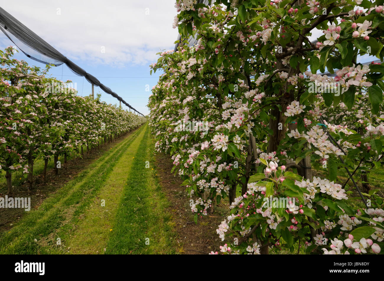 bleed apple trees Stock Photo - Alamy