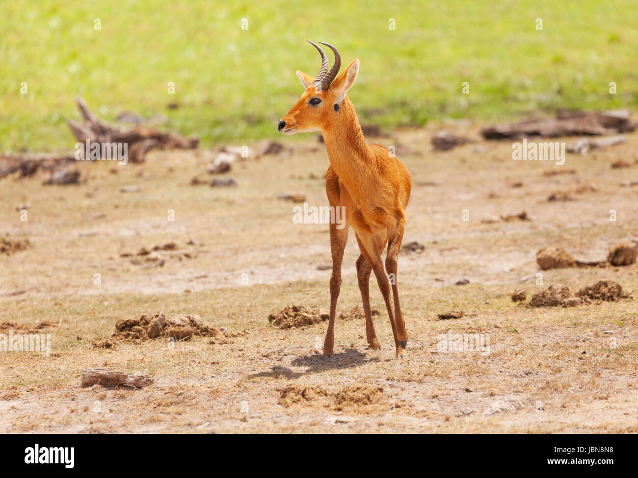 Portrait of single male oribi standing in Kenyan savannah, South Africa Stock Photo - Alamy