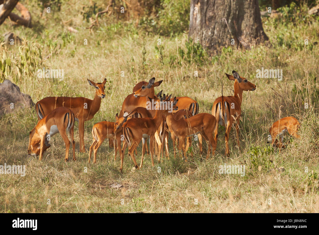 The herd of female impalas with calves pasturing in shadows of Kenyan ...