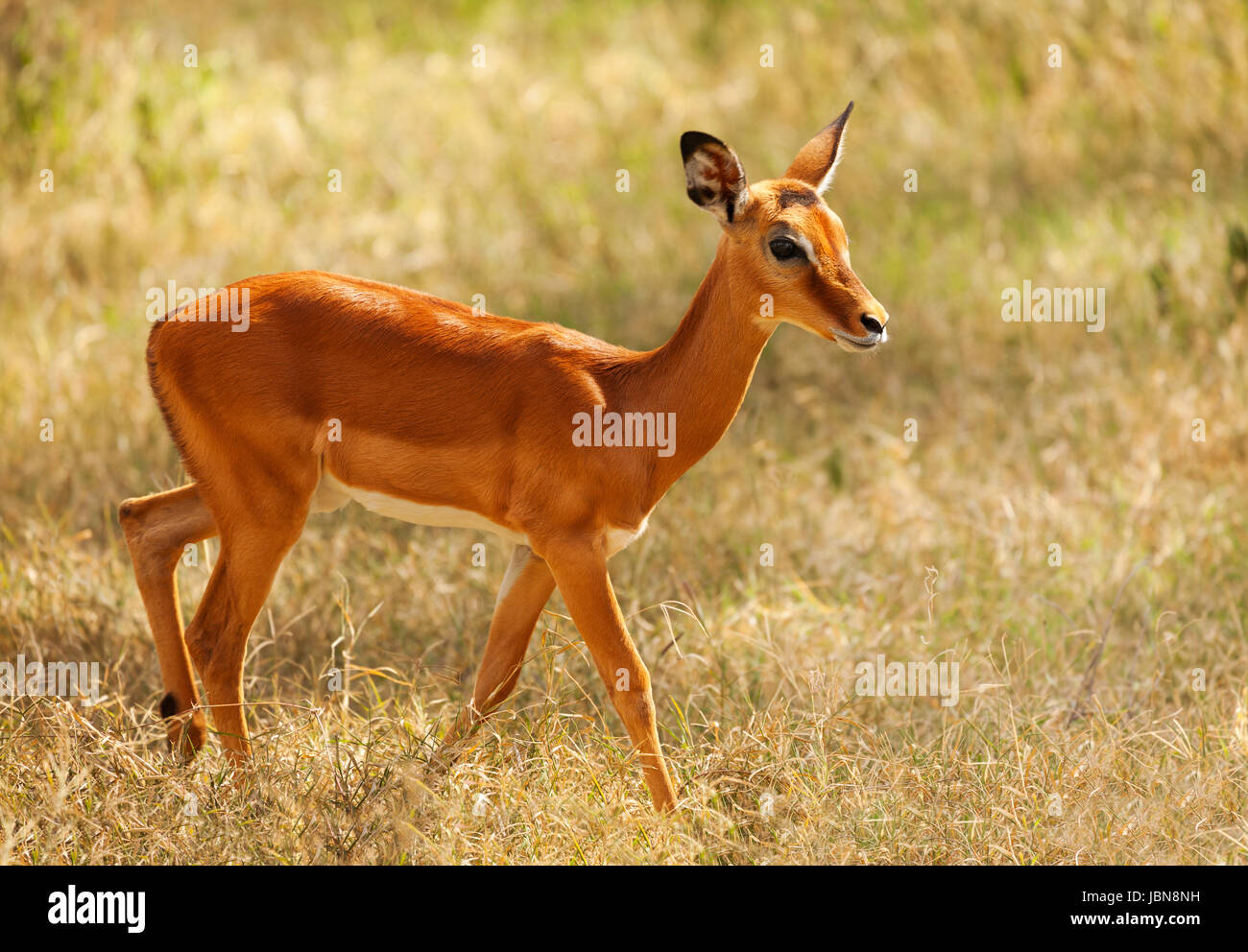 Portrait fawn impala walking hi-res stock photography and images - Alamy