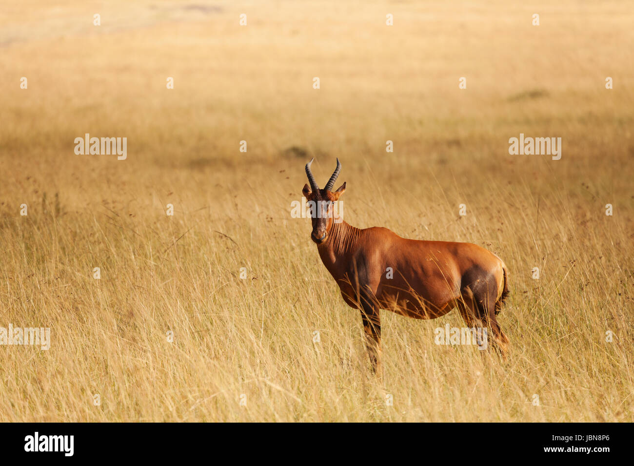 Side view portrait of topi antelope standing in dried grass of Kenyan ...
