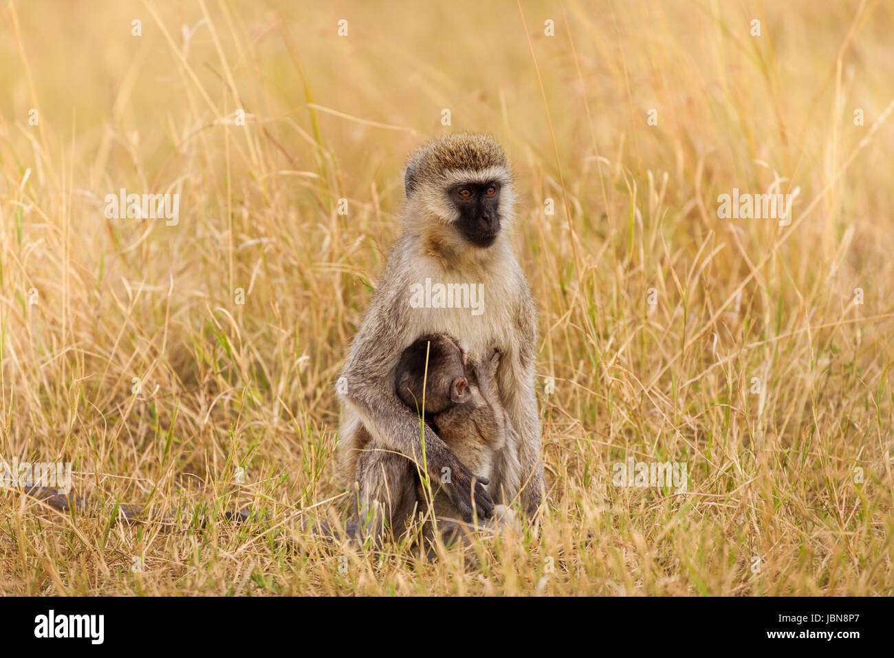 Portrait of female vervet monkey suckling her baby, sitting in tall ...