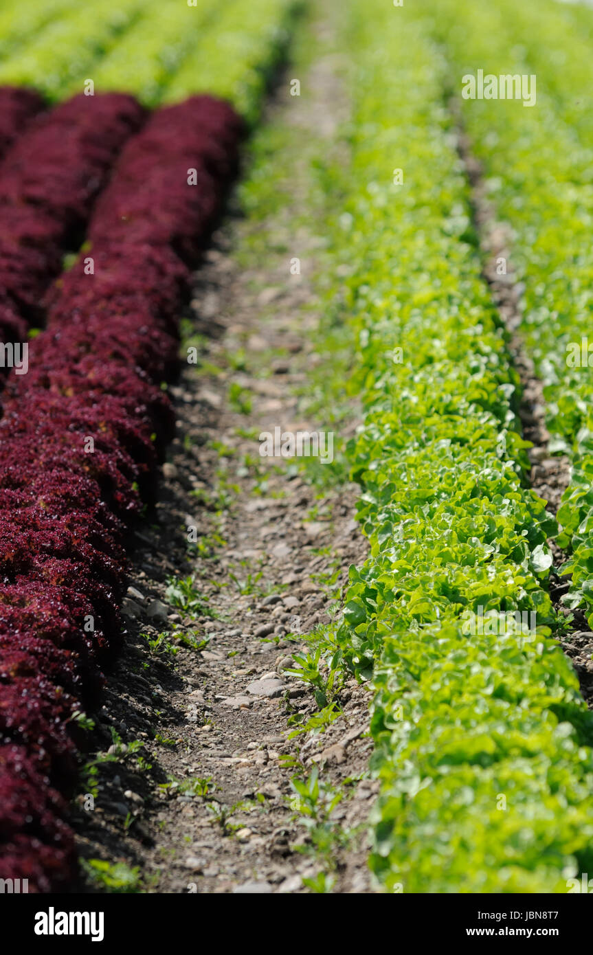 Schnittsalat hi-res stock photography and images - Alamy