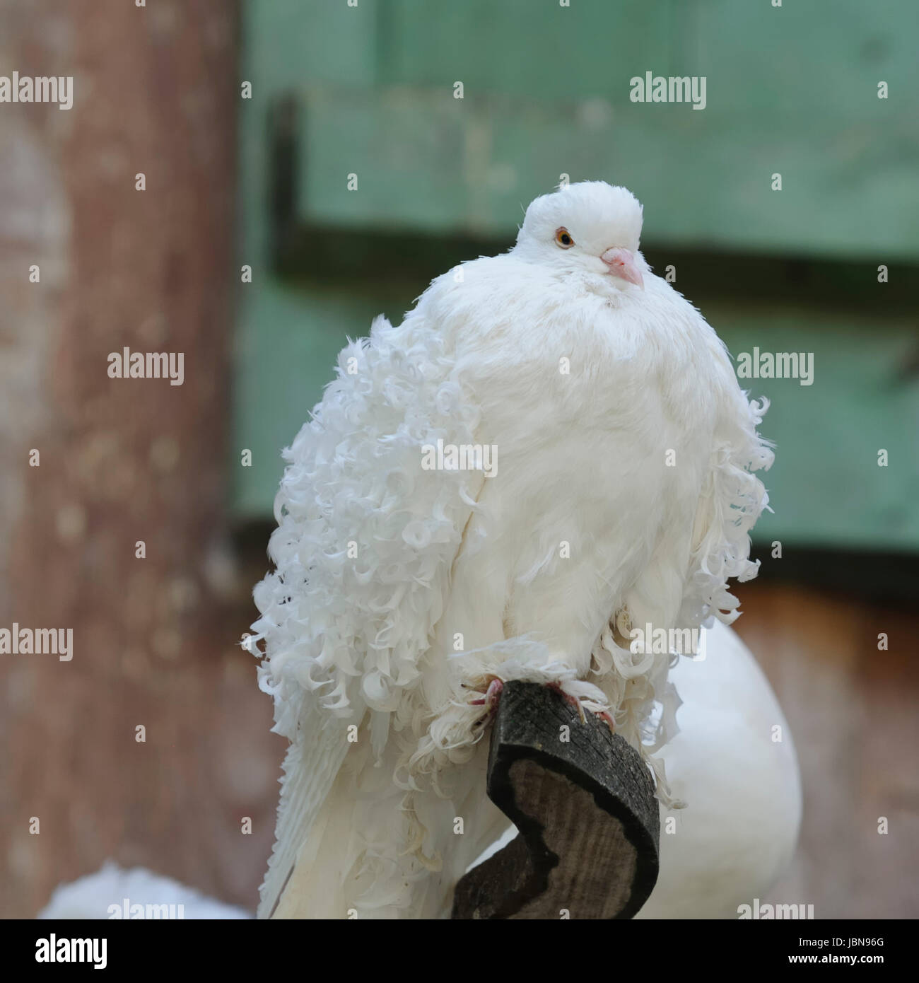 Deaf birds hi-res stock photography and images - Alamy