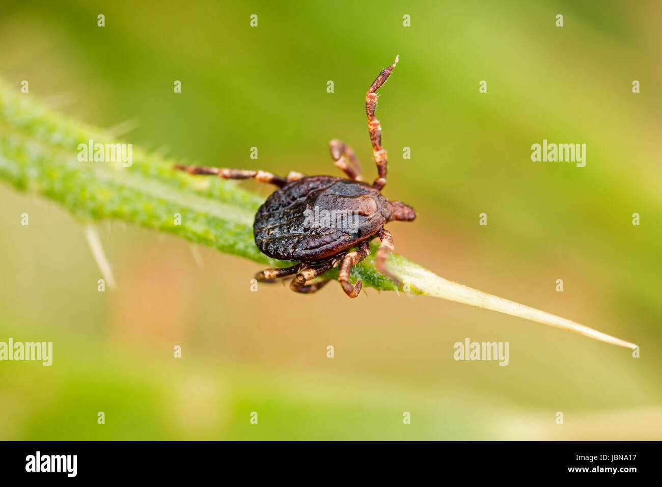Parasite tick on the grass Stock Photo - Alamy