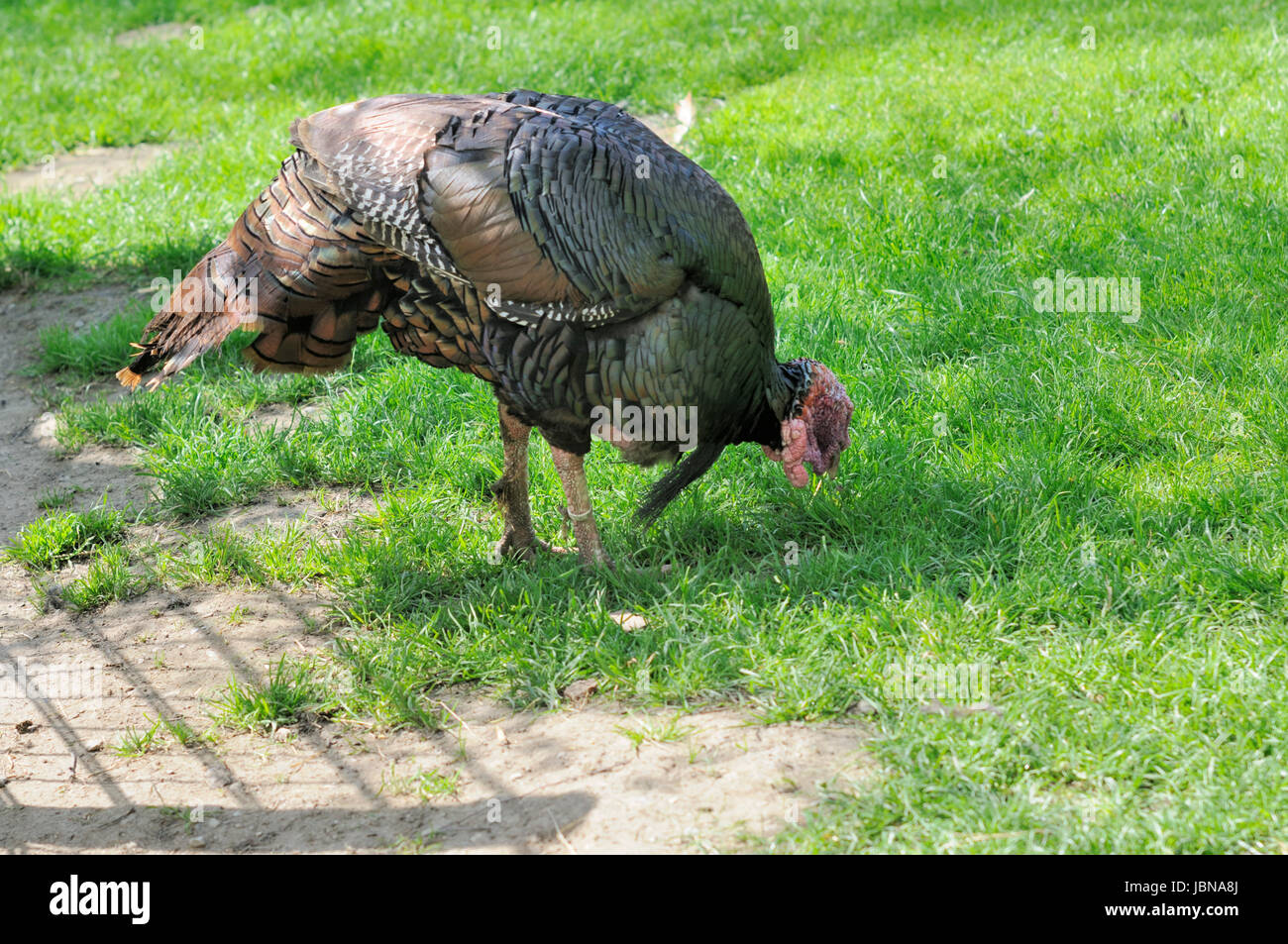 Truthühner hi-res stock photography and images - Alamy