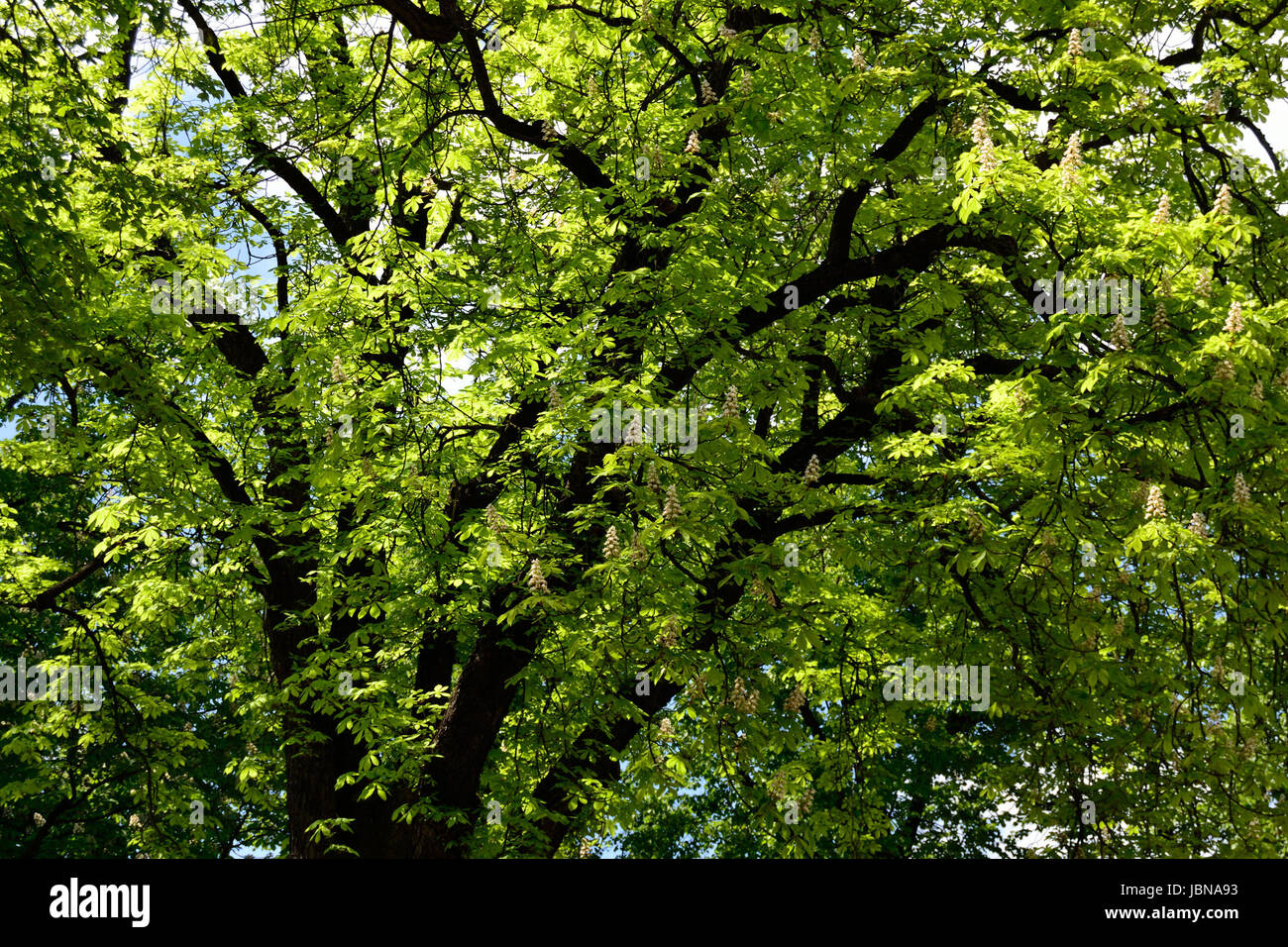 Park with blooming Chestnut Tree Stock Photo - Alamy