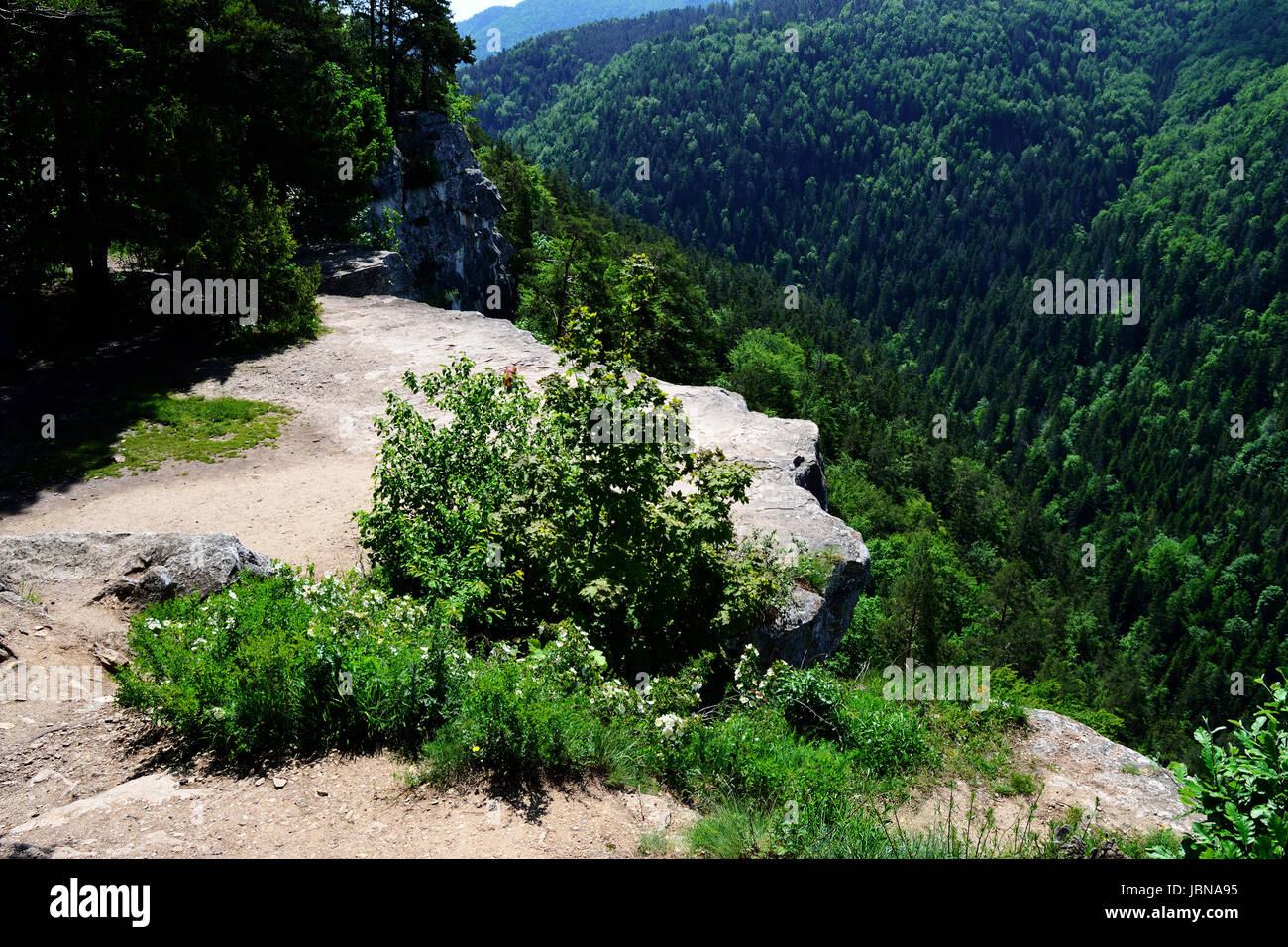 View of a forest from cliff Stock Photo - Alamy