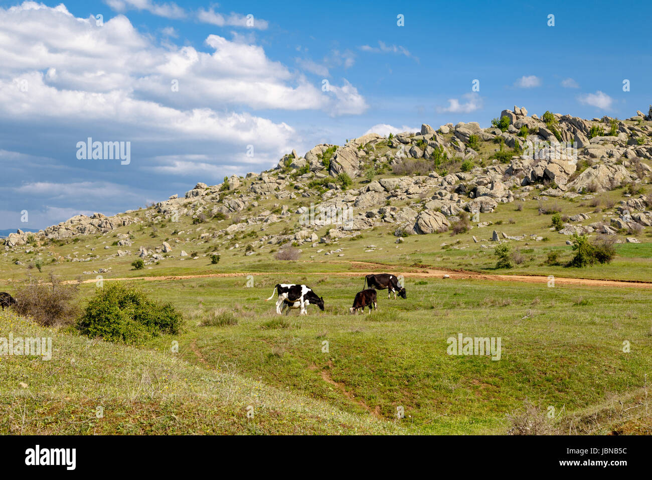 Cows (animals) on side of countryside scenic landscape on clear sky ...