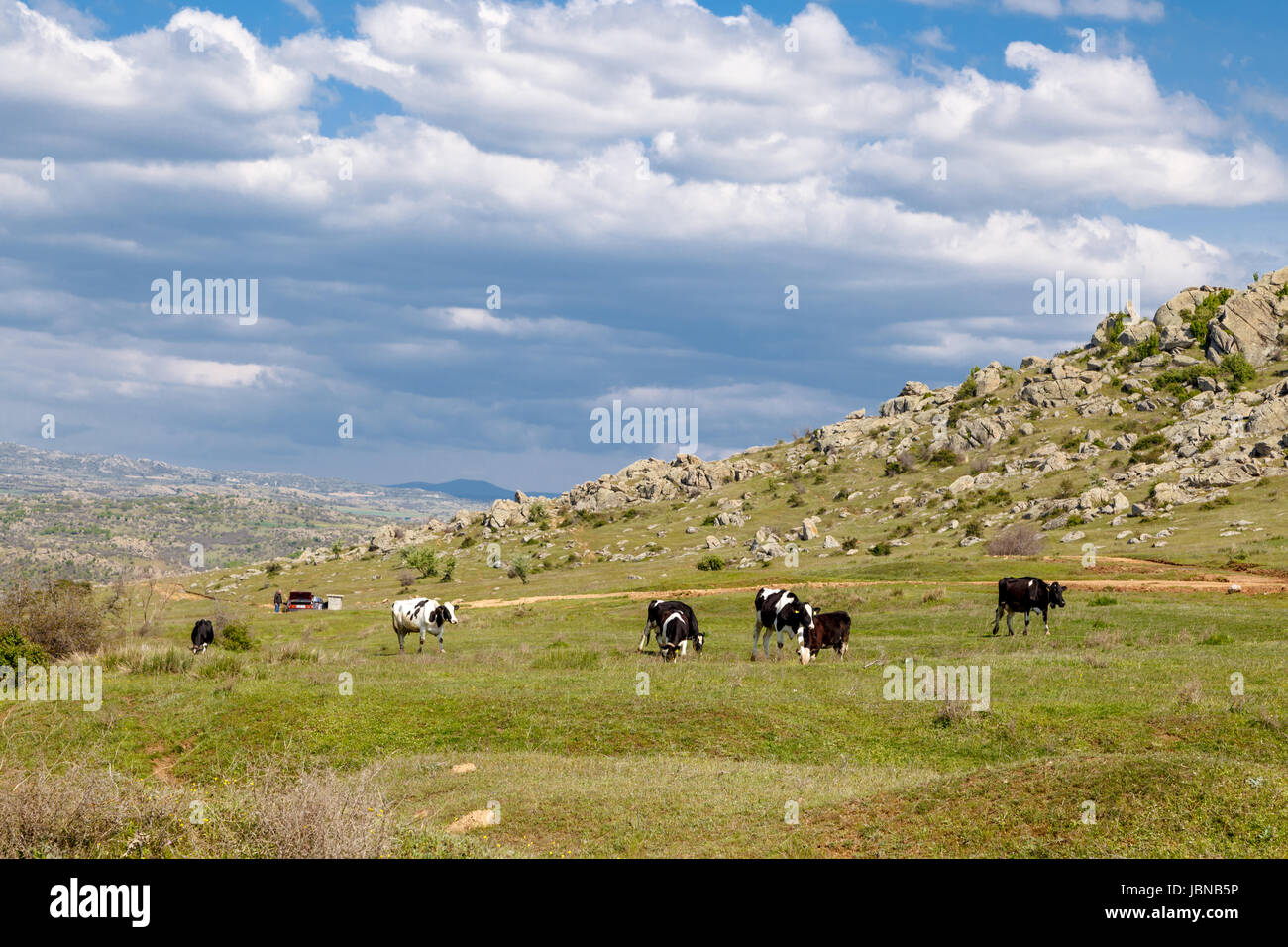 Cows (animals) on side of countryside scenic landscape on clear sky ...
