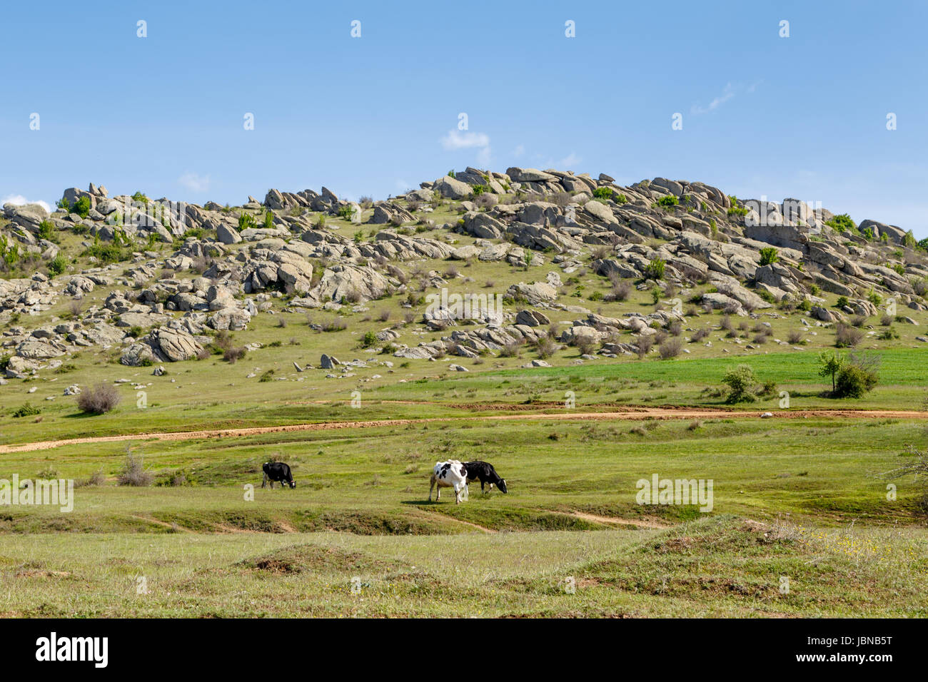 Cows (animals) on side of countryside scenic landscape on clear sky ...