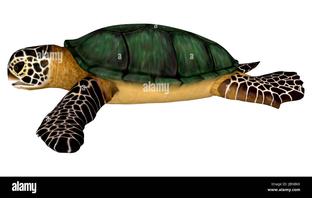 3D digital render of a swimming sea turtle isolated on white background ...