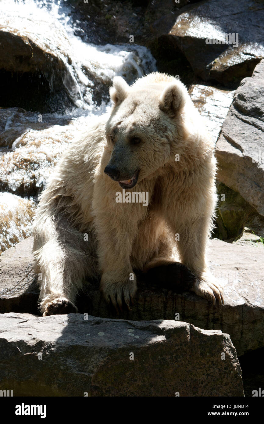 Female baer hi-res stock photography and images - Alamy