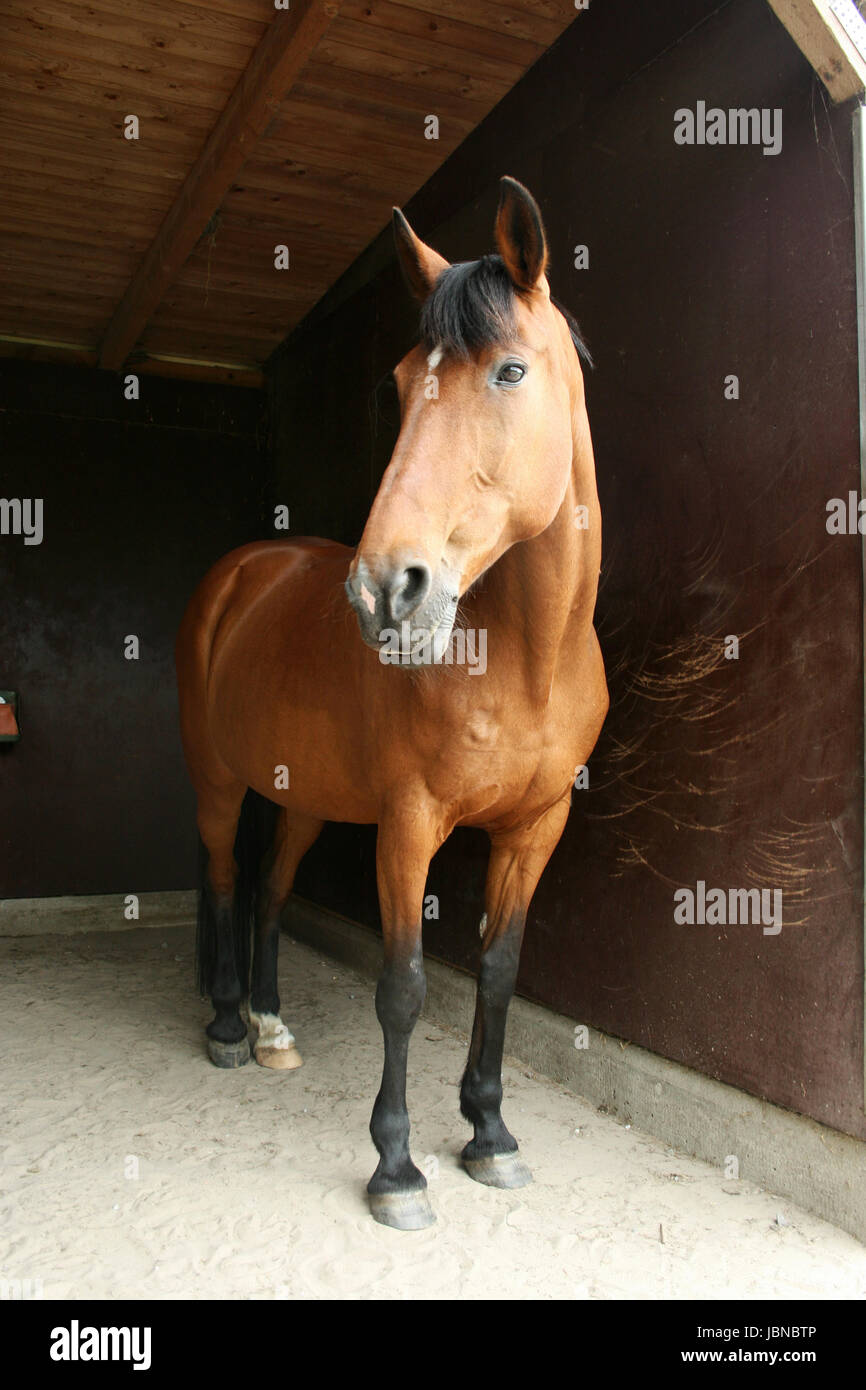 Ride horse steps step hi-res stock photography and images - Alamy