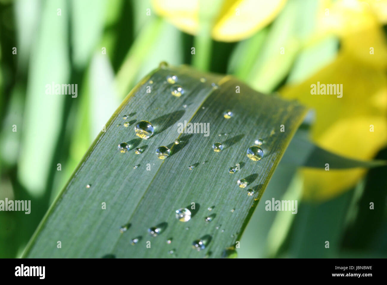 dew on leaf Stock Photo - Alamy
